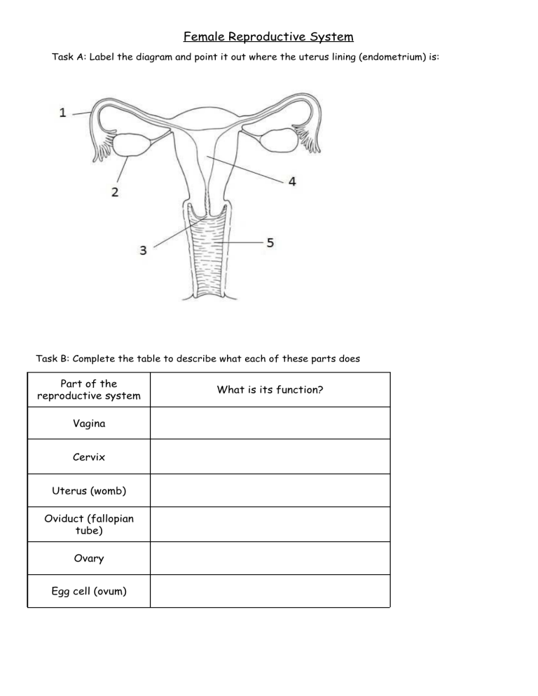 Female Reproductive System Worksheet