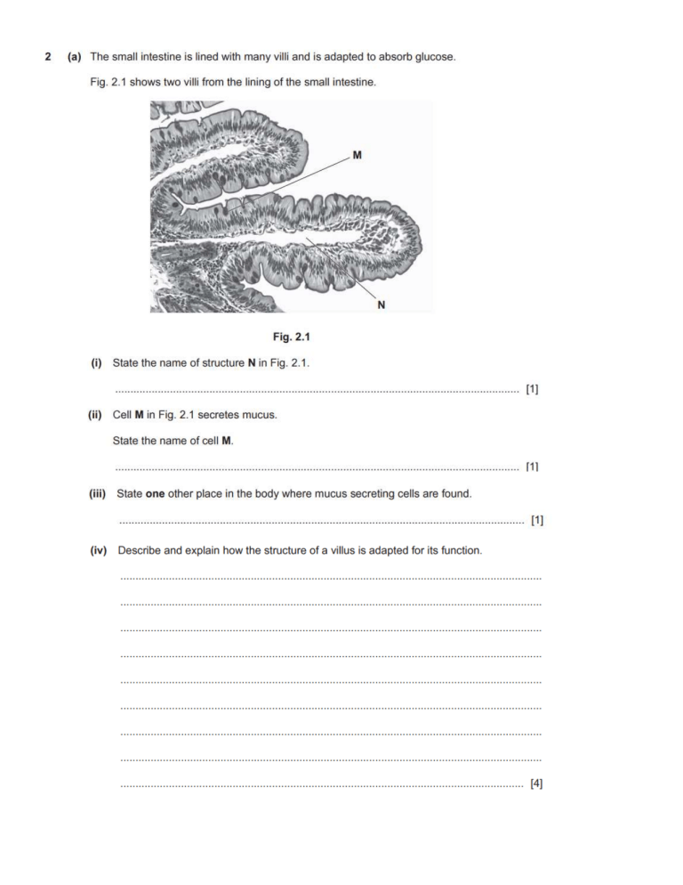 Biology Exam: Villi Structure & Function