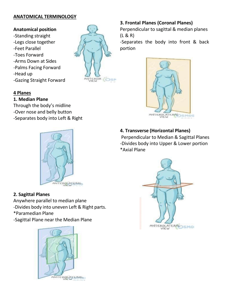 Anatomical Terminology: Planes & Positions