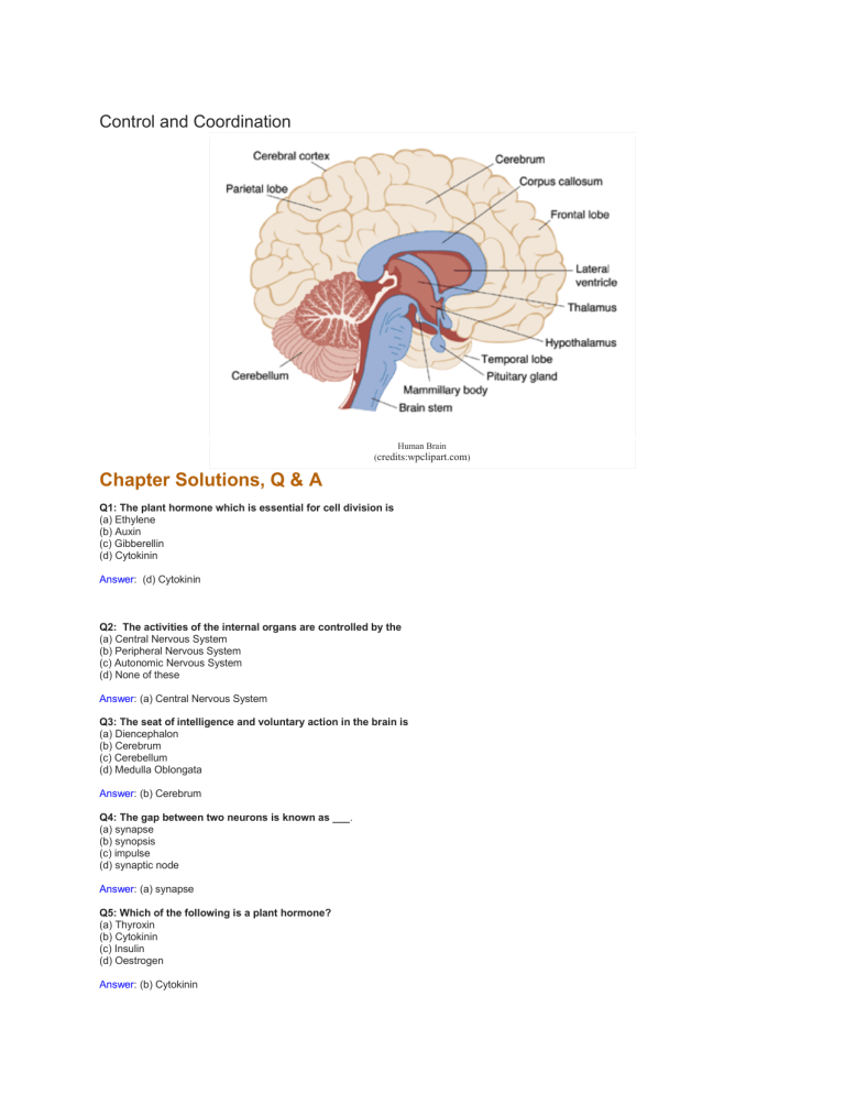 Control & Coordination Worksheet: Brain, Hormones, Nervous System