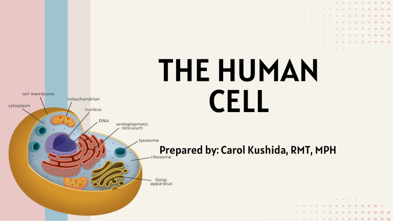 The Human Cell: Structure and Function