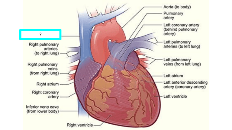 Human Heart Anatomy Diagram
