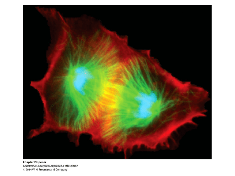 Chromosomes & Cellular Reproduction: Eukaryotic Cell Cycle