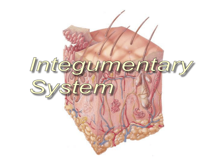 Integumentary System: Skin Layers & Functions