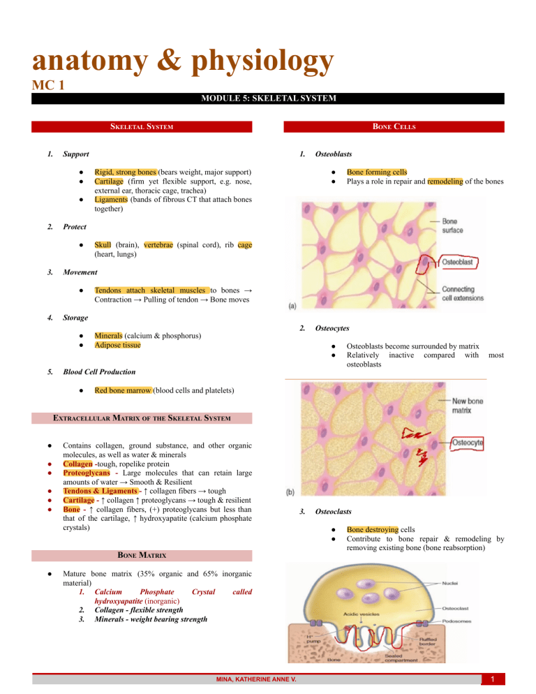 Skeletal System Anatomy & Physiology Lecture Notes
