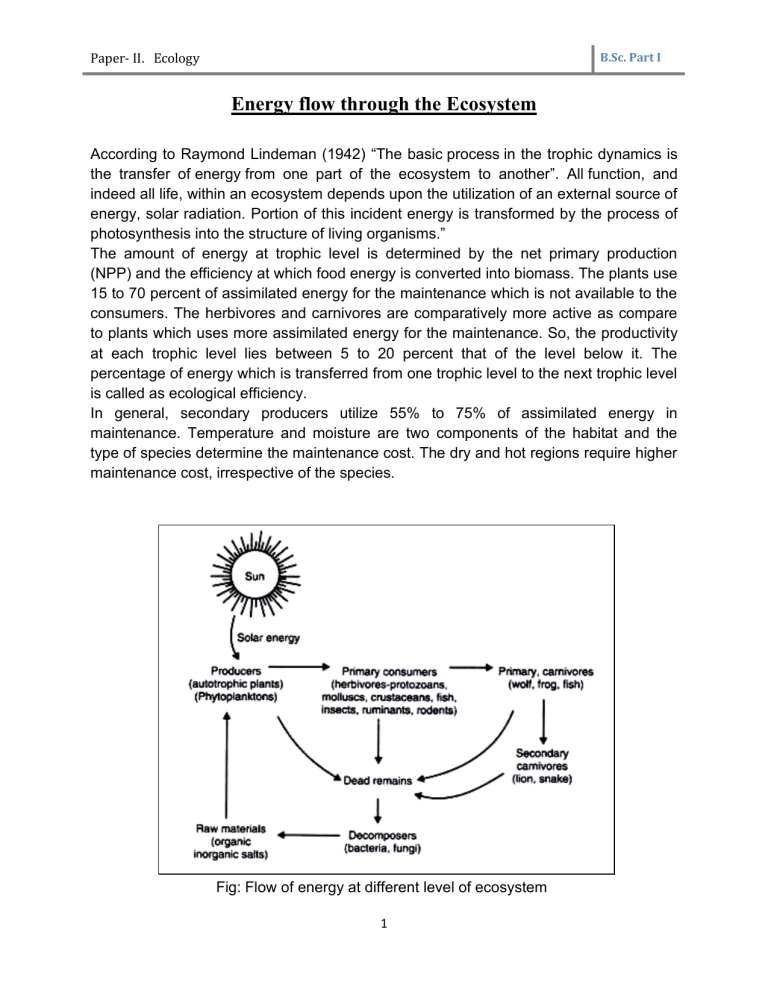 Ecology: Energy Flow in Ecosystems