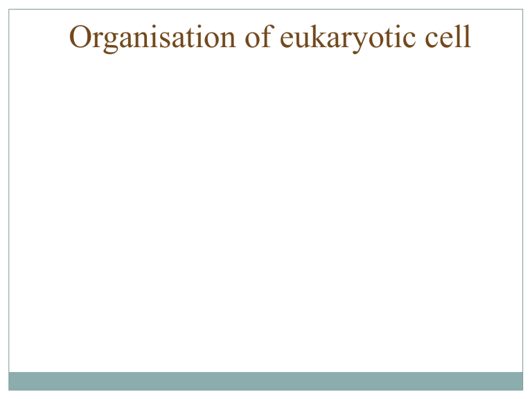 Eukaryotic Cell Organization: Structure & Components