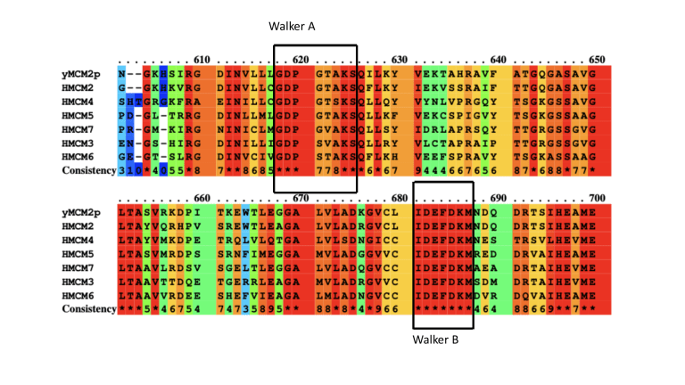 Protein Sequence Alignment: Walker A & B Regions