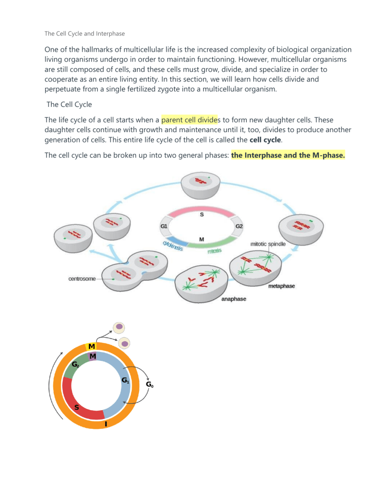 Cell Cycle, Mitosis, Meiosis, Gametogenesis