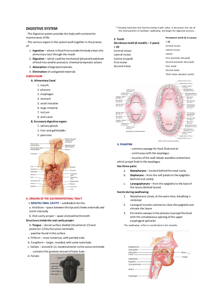Digestive System: Anatomy & Physiology Lecture Notes