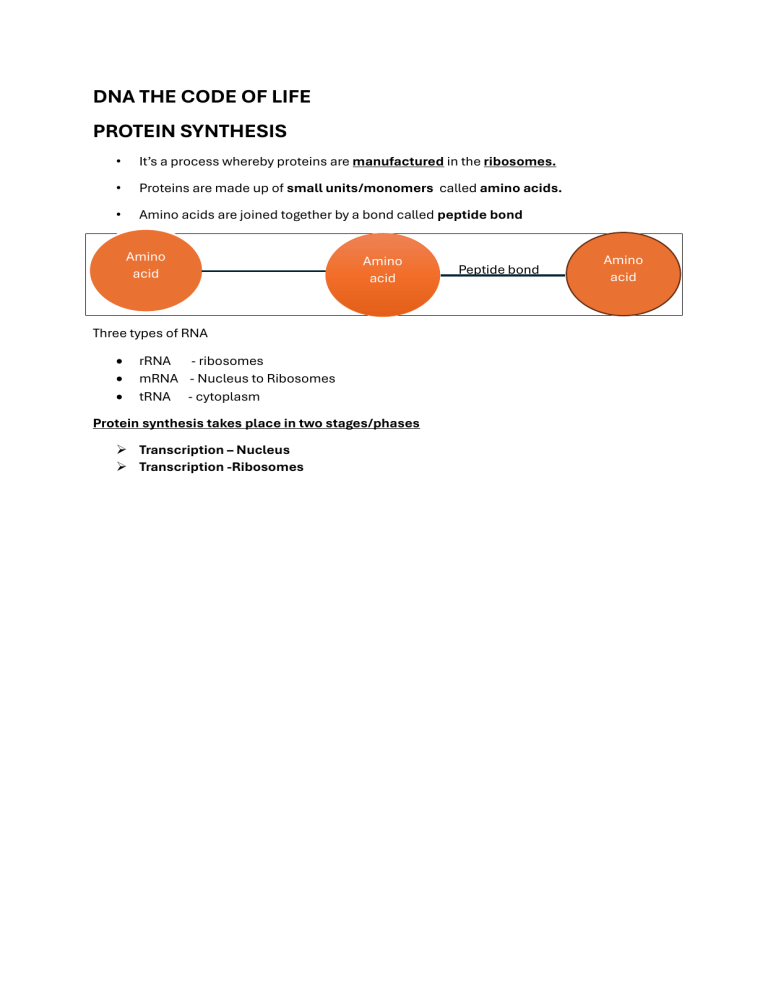 Protein Synthesis: DNA, RNA, Transcription, Translation
