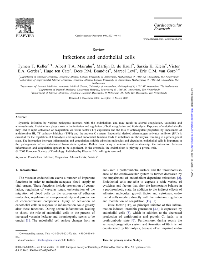 Infections & Endothelial Cells: Cardiovascular Research Review