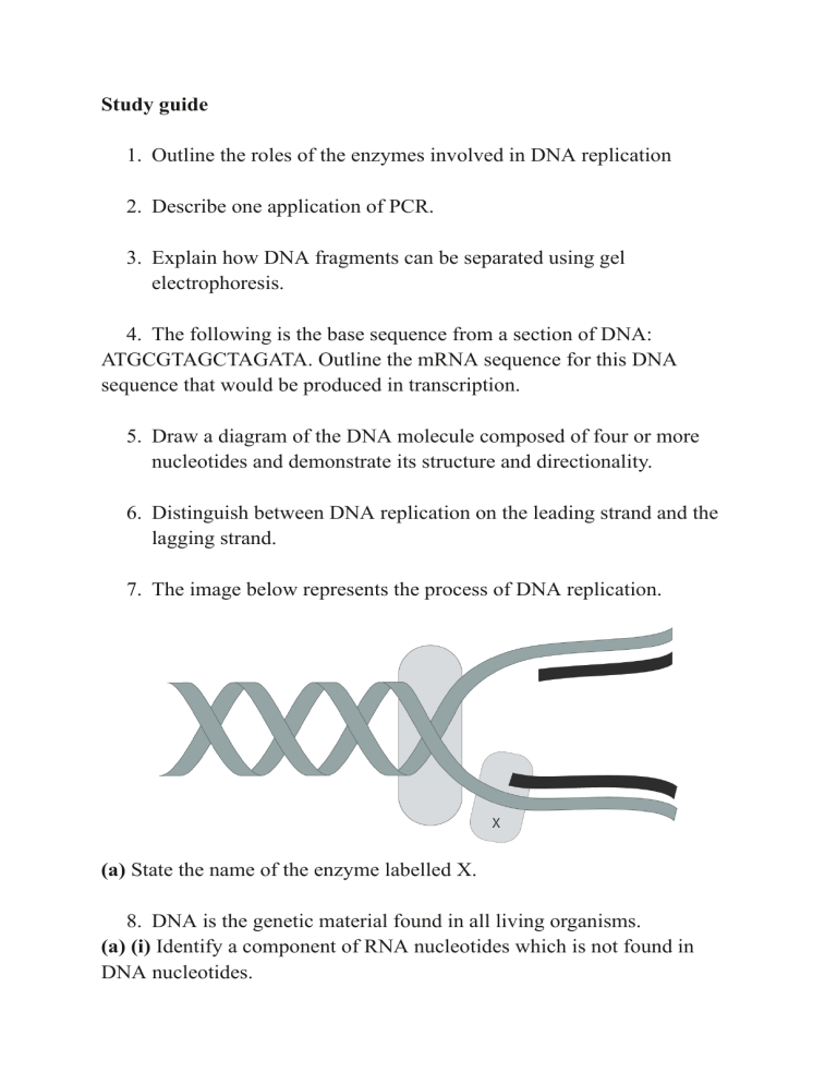 DNA Replication & Molecular Biology Study Guide