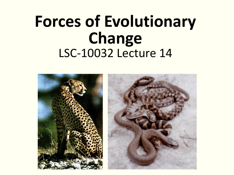 Evolutionary Change: Mutation & Population Genetics