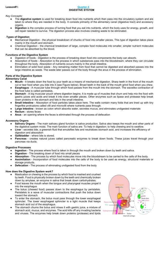 Digestive System: Functions, Organs & Processes