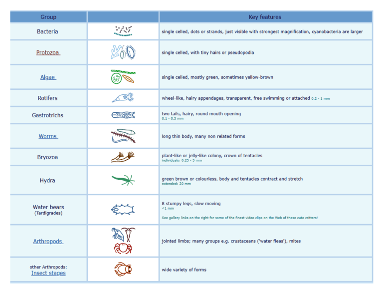 Microorganism & Invertebrate ID Table: Key Features