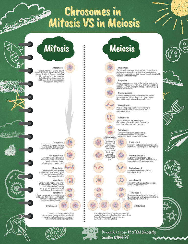 Mitosis vs. Meiosis: Chromosome Comparison