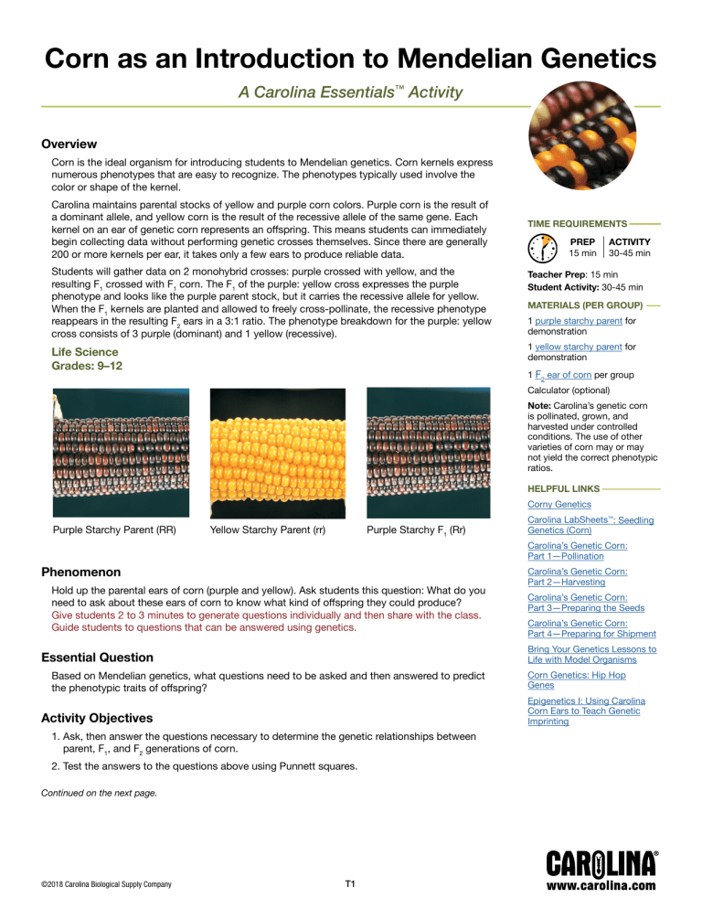 Corn Genetics: Mendelian Genetics Lab Activity