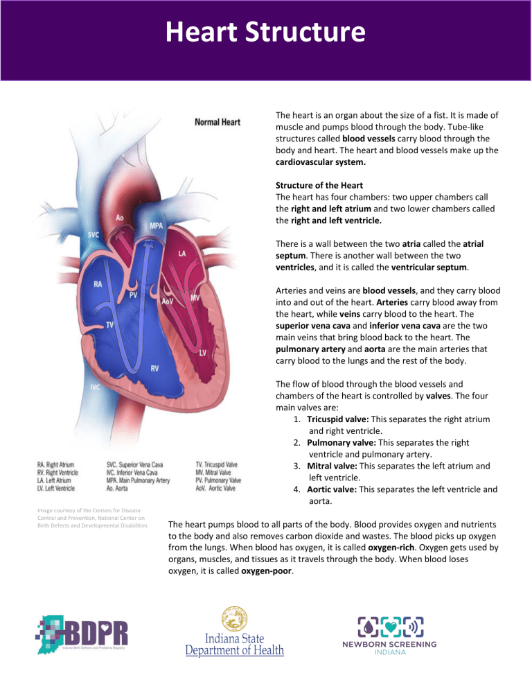 Heart Structure: Anatomy and Blood Flow