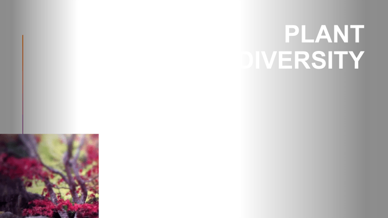 Plant Diversity: Bryophytes to Angiosperms Presentation