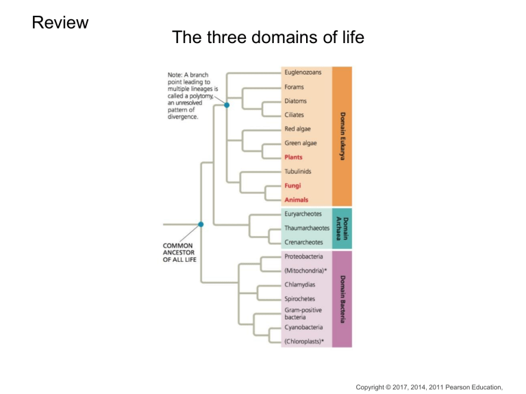 Protist Diversity: Domains of Life & Supergroups