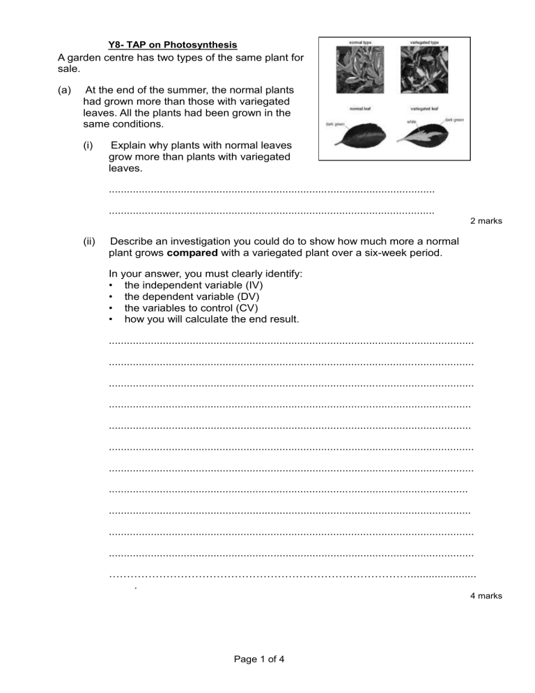 Photosynthesis & Plant Growth: Worksheet for Middle School