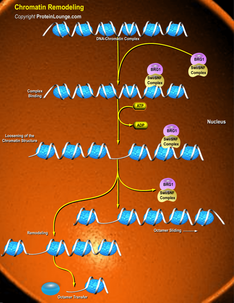 Chromatin Remodeling: BRG1 & Swi/SNF Complex