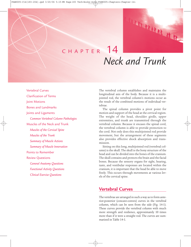 Neck and Trunk Anatomy: Vertebral Curves & Joint Motion