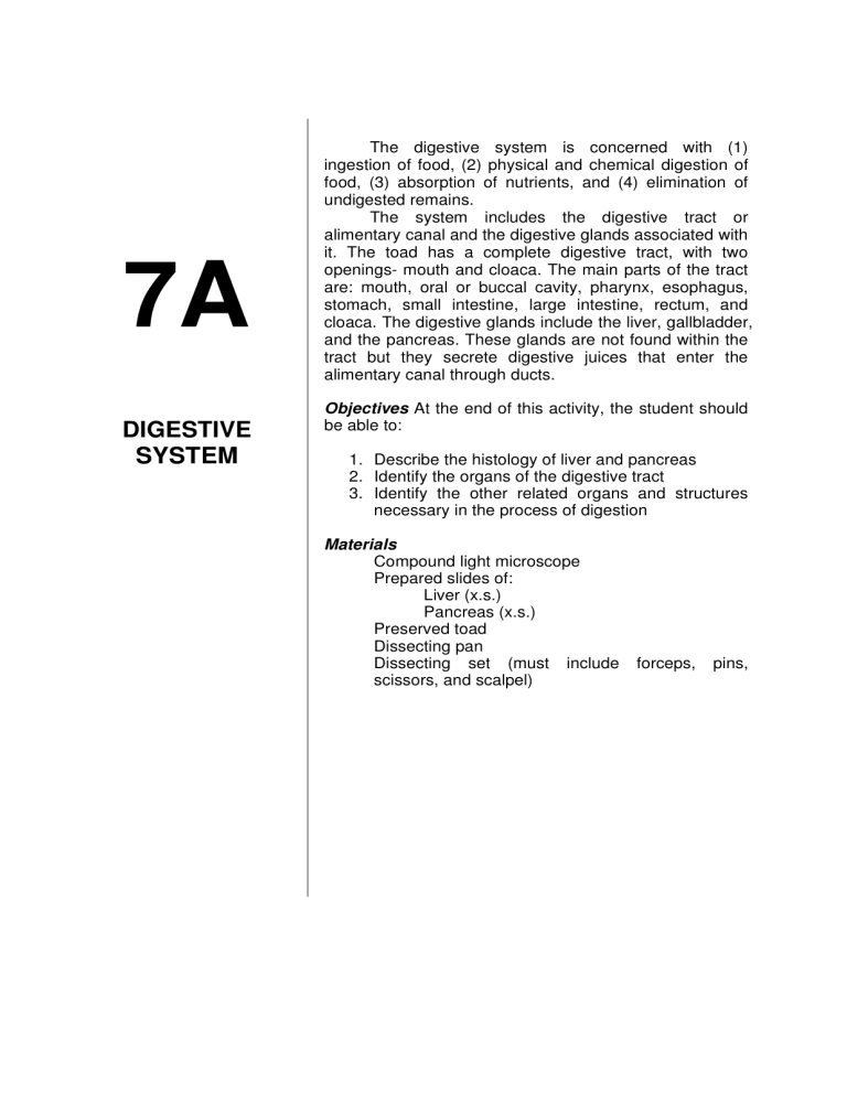 Toad Digestive System Lab: Liver, Pancreas, Anatomy