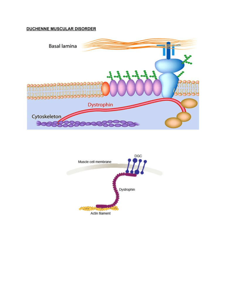 Duchenne Muscular Dystrophy: Dystrophin & Muscle Function