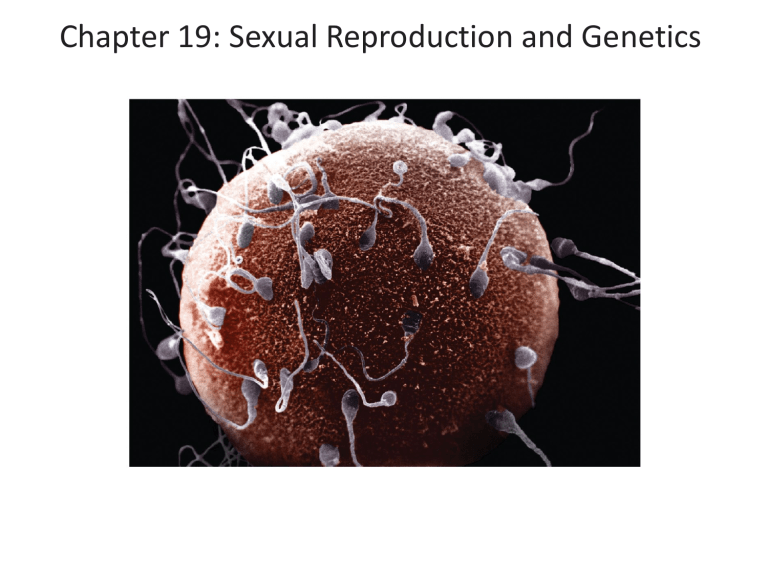Sexual Reproduction & Genetics: Meiosis & Diversity