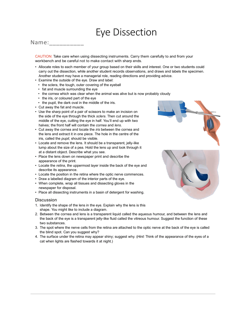 Eye Dissection Lab: Anatomy Worksheet