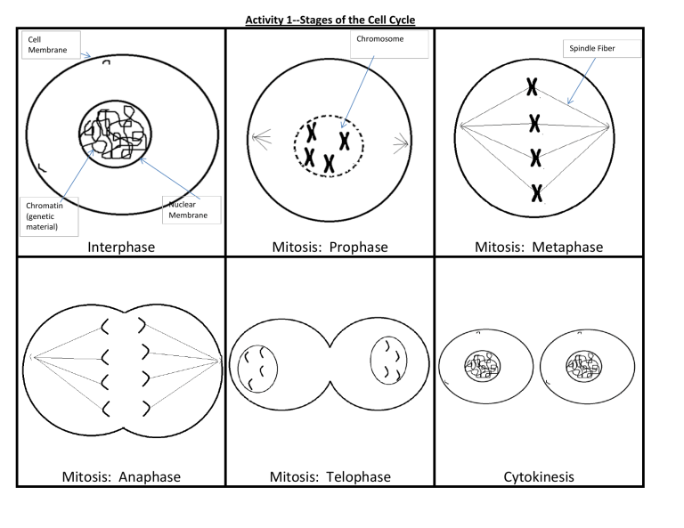 Cell Cycle Stages Activity: Mitosis & Interphase Manipulatives