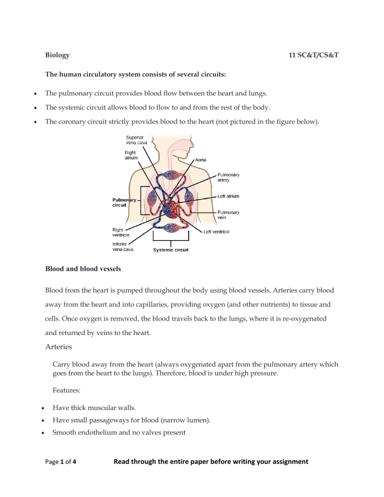 Human Circulatory System: Biology Class Assignment