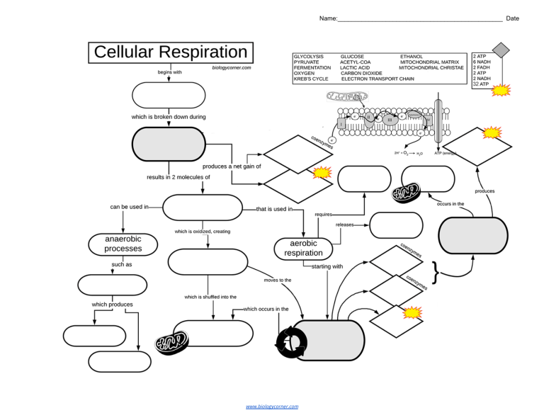 Cellular Respiration Worksheet: Biology Diagram