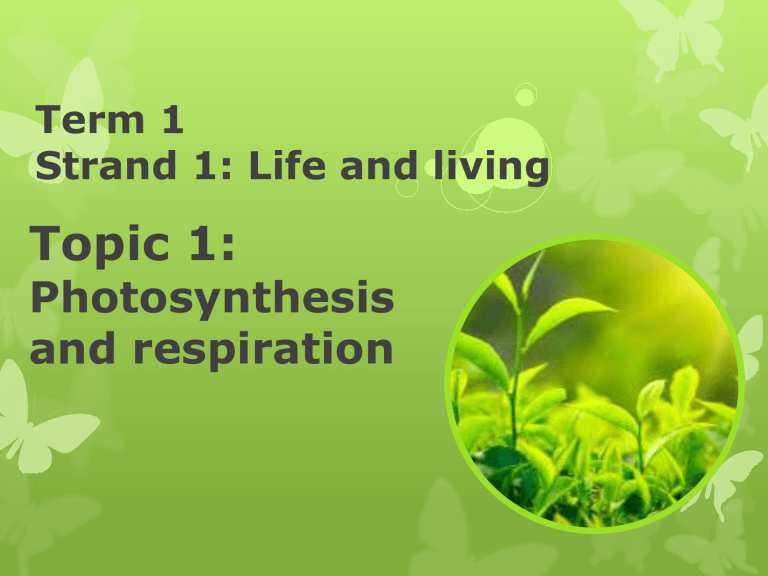 Photosynthesis & Respiration: Middle School Biology