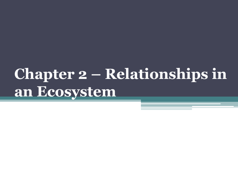 Ecosystem Relationships: Food Chains & Webs