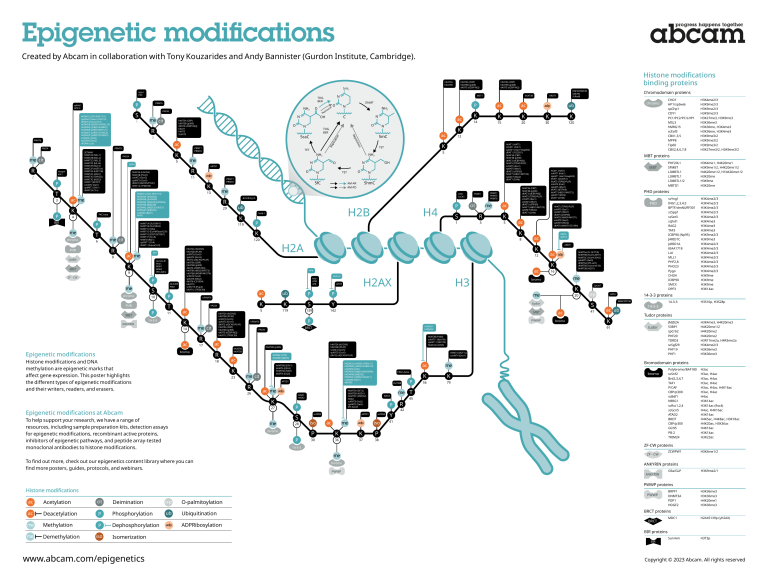 epigenetic-modifications