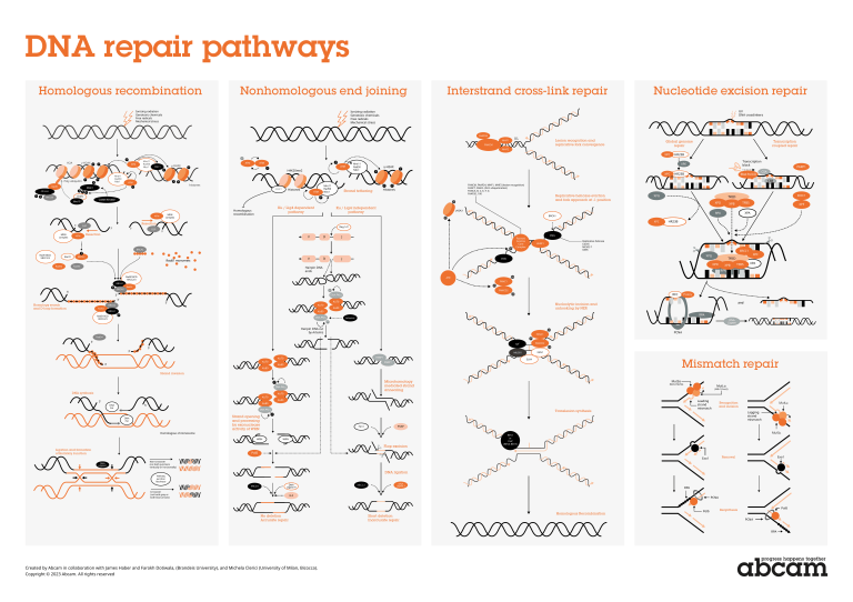 DNA Repair Pathways: Homologous Recombination & More