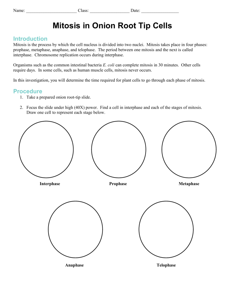 Mitosis in Onion Root Tip Cells Worksheet
