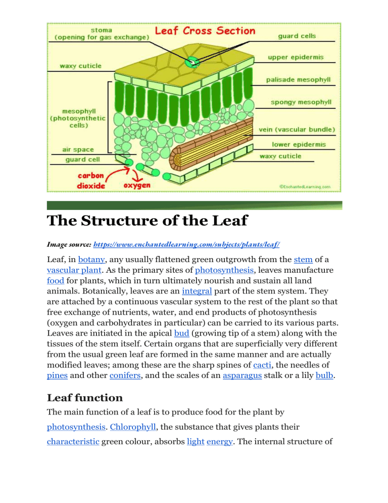 Leaf Structure & Photosynthesis: Biology Explained