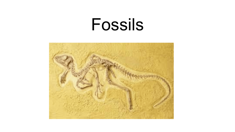 Fossils: Formation, Types, and Dating Methods