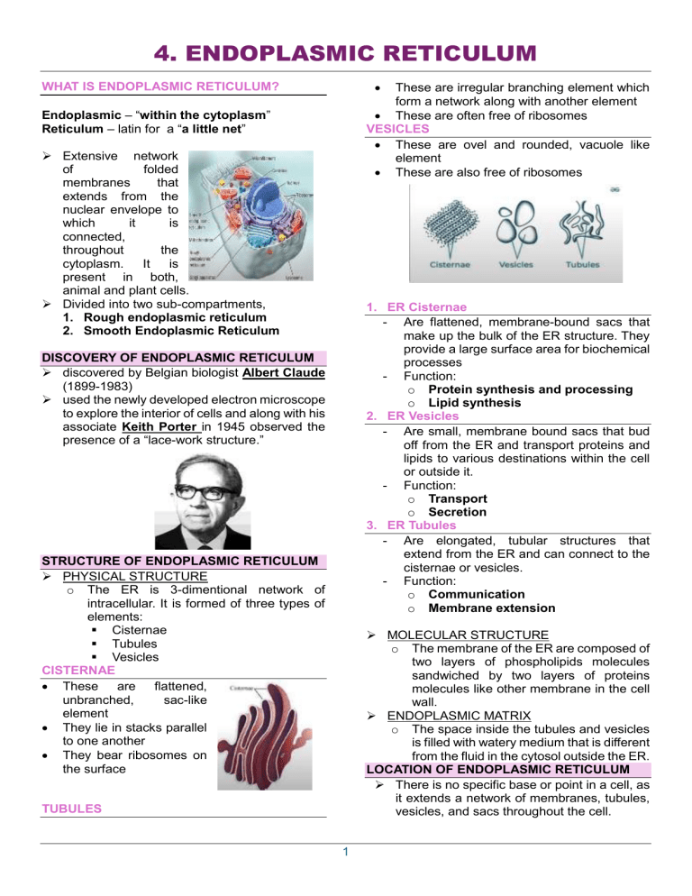 Endoplasmic Reticulum: Structure, Function, and Types