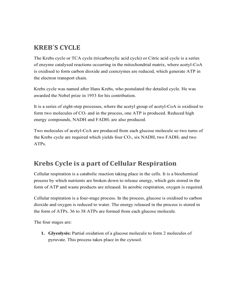 Krebs Cycle: Steps, Products & Significance | Biology