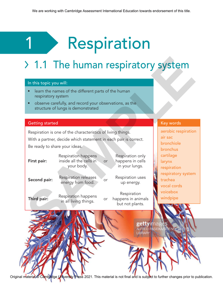 Human Respiratory System: Respiration & Gas Exchange