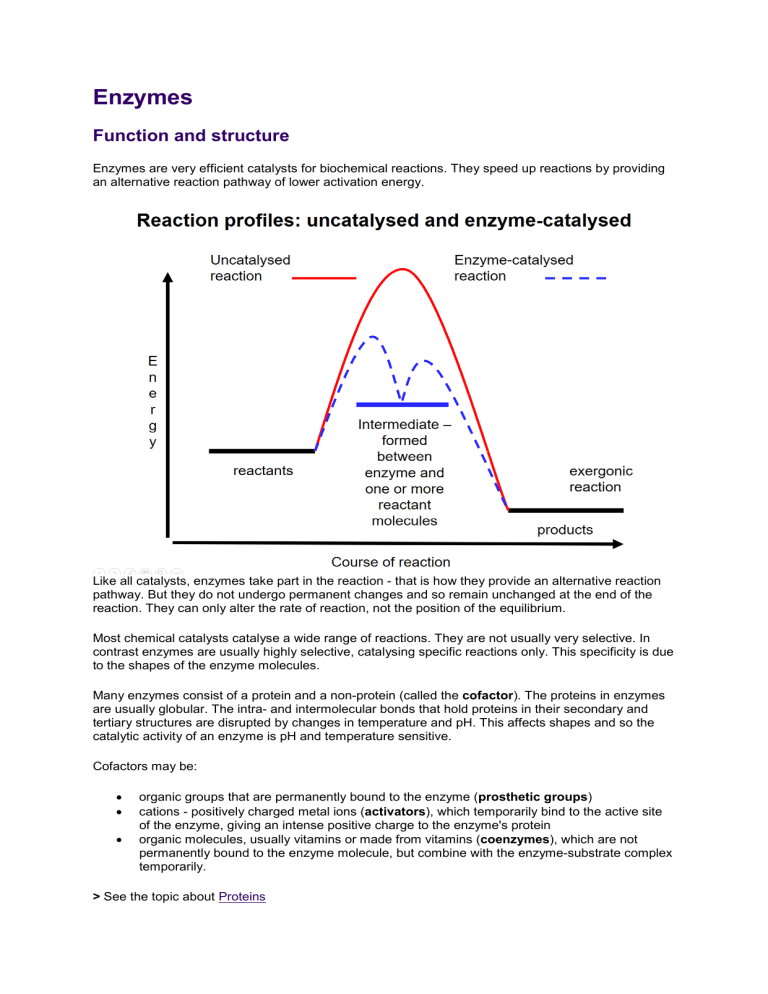 Enzymes: Function, Structure, and Catalytic Activity