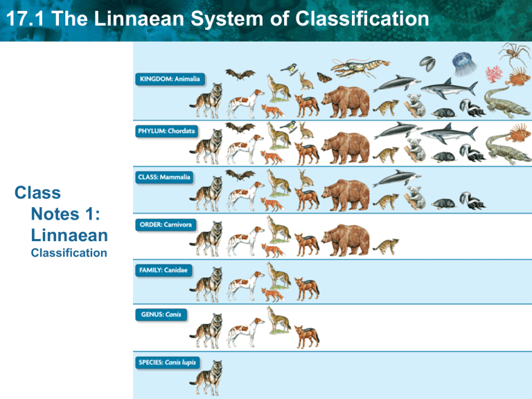 Linnaean System of Classification: Taxonomy Explained