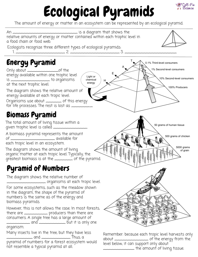 Ecological Pyramids Worksheet: Energy & Biomass
