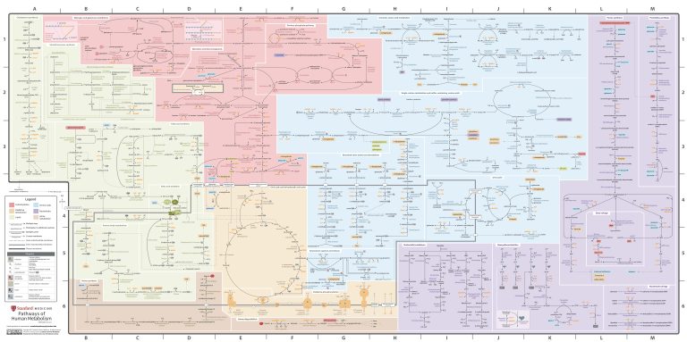 Metabolic Pathways Chart: Biochemistry Overview