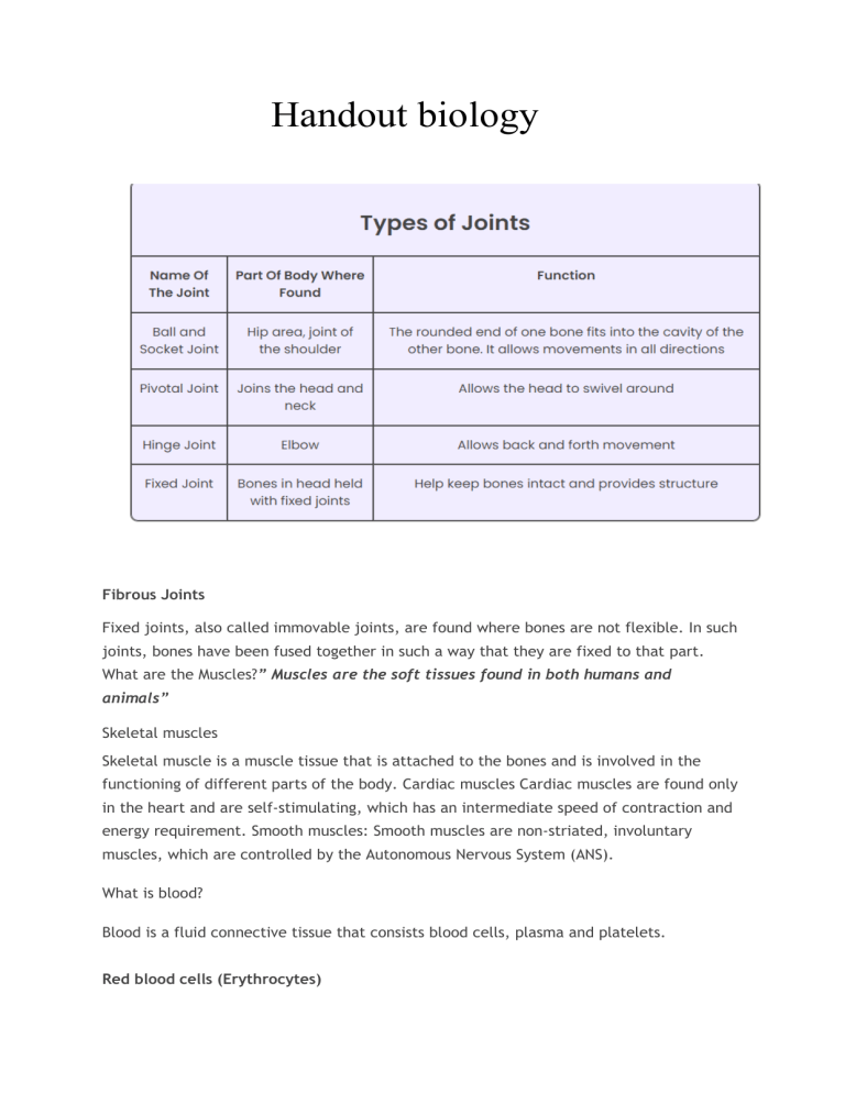 Biology Handout: Joints, Muscles, Blood, Vitamins & Minerals Guide